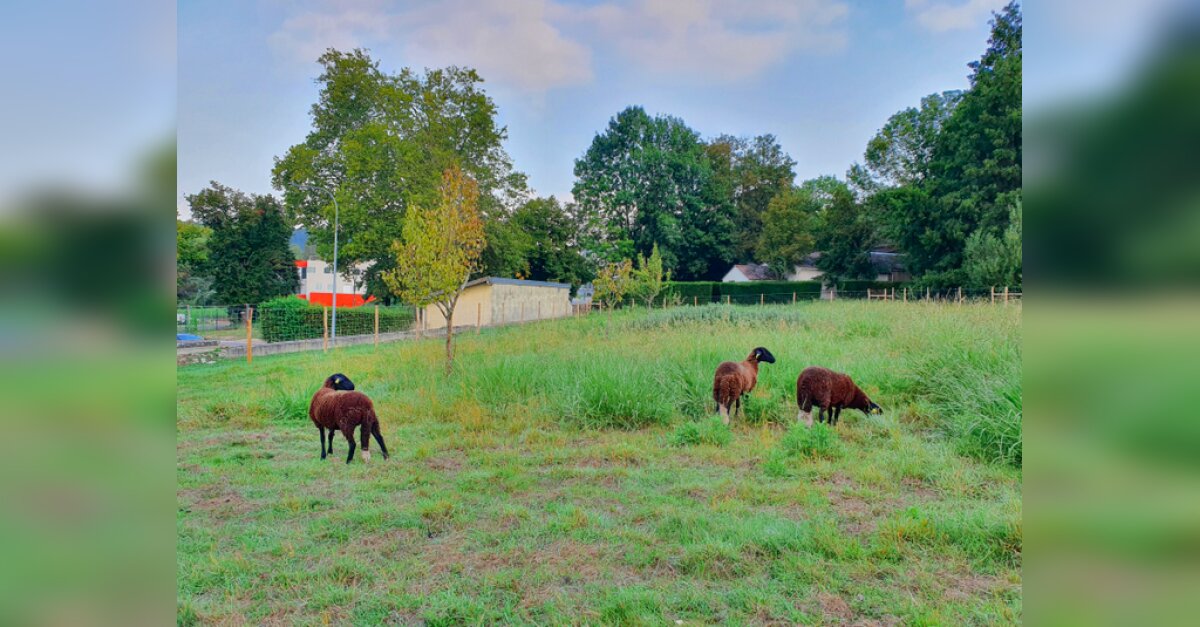 [Signaux faibles] : Transport spatial, brebis, crossfit, Pasteur... la ...