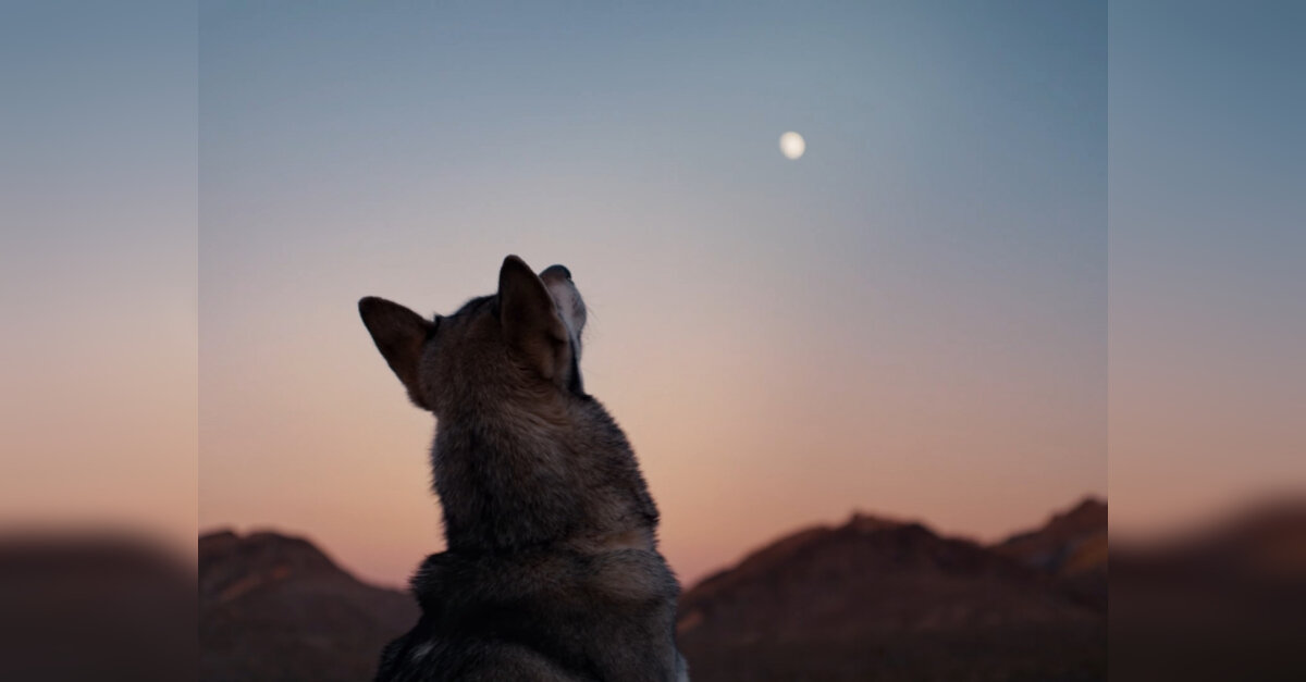 YouTube France : arrivée de "Un Cri", "titre inédit" de Johnny Hallyday ...