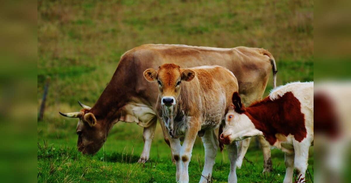 News Tank Agro - SNANC : "Faire mention d’objectifs chiffrés de ...