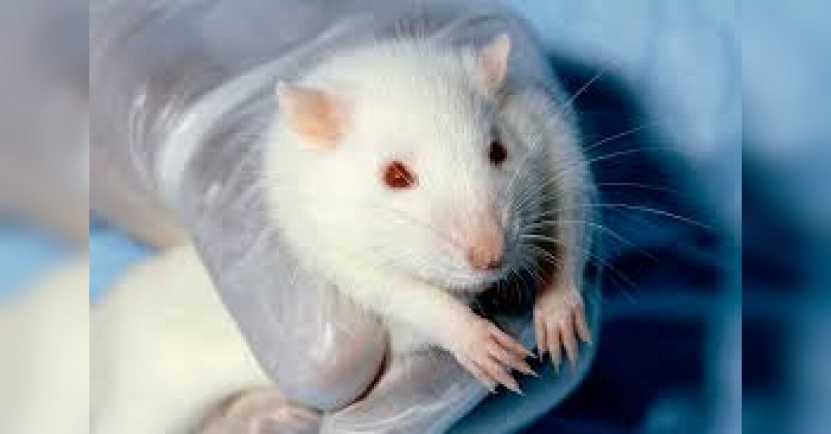 L'Opecst formule ses recommandations sur l'expérimentation animale et ...