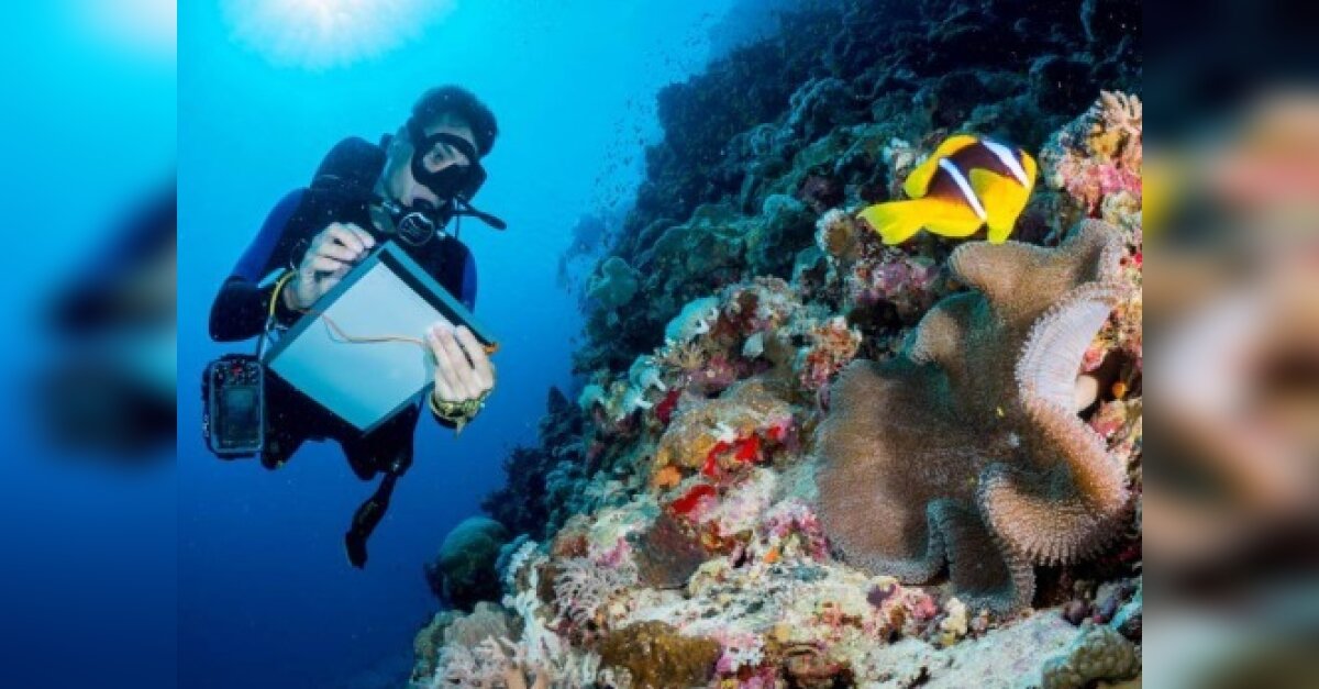 Brest choisie pour le prochain One Ocean Summit sur décision d'Emmanuel ...