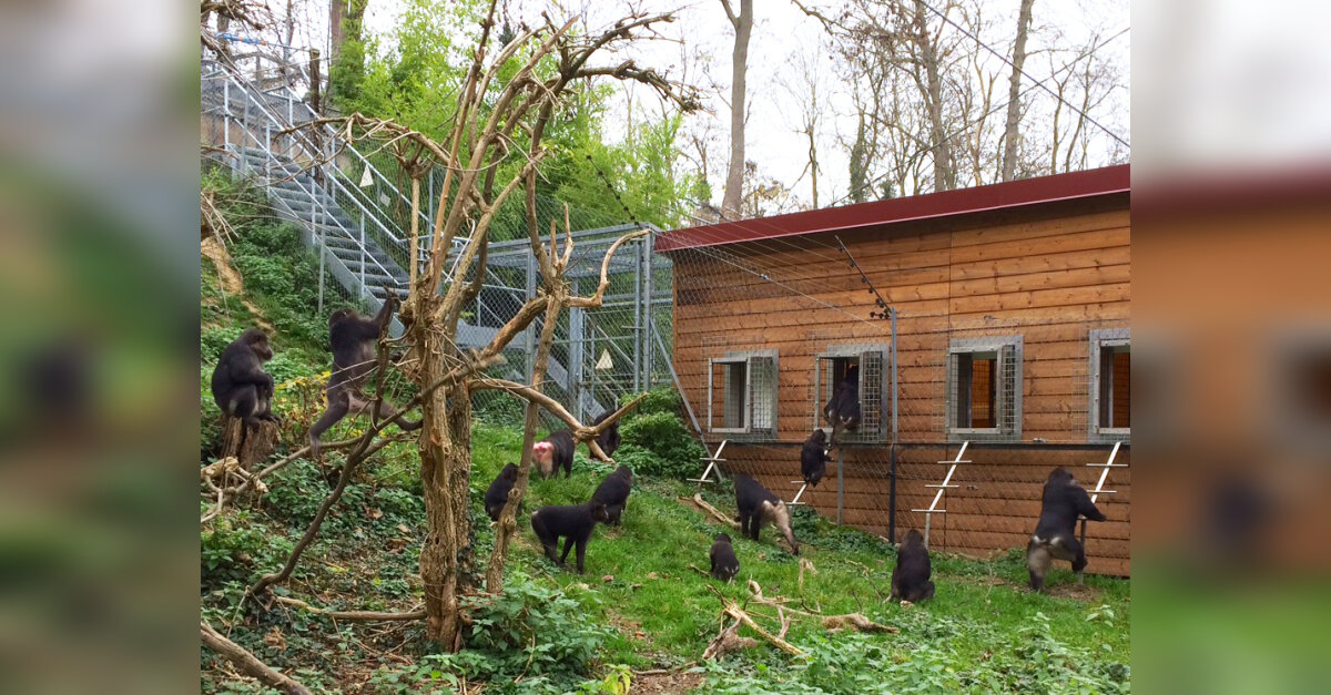 Expérimentations animales: les primates de première génération ...