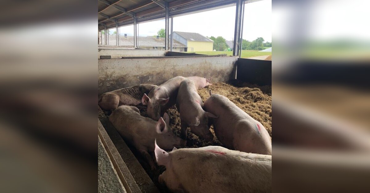 News Tank Agro - ICPE : proposition de création d’une police de l’élevage, nouvelle nomenclature ...