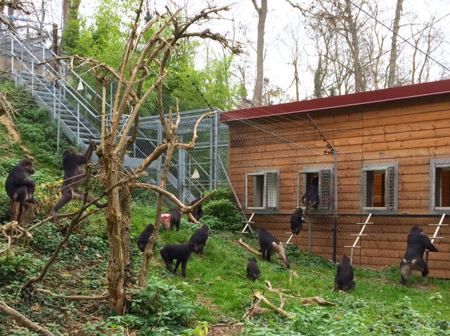 Expérimentations animales: les primates de première génération ...