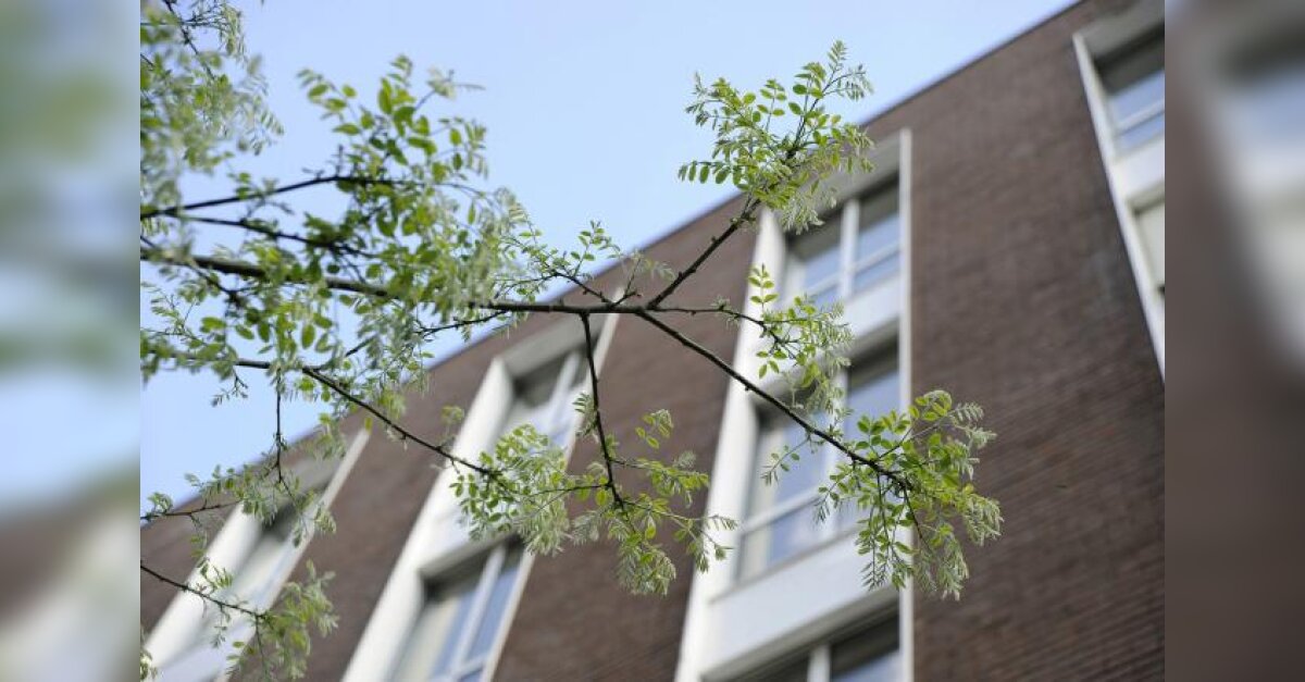Inalco: cinq personnalités extérieures nommées au CA, dont Antoine ...